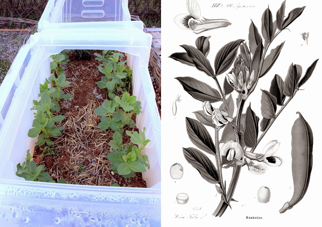 Protection au potager - Quatre Saisons Au Jardin