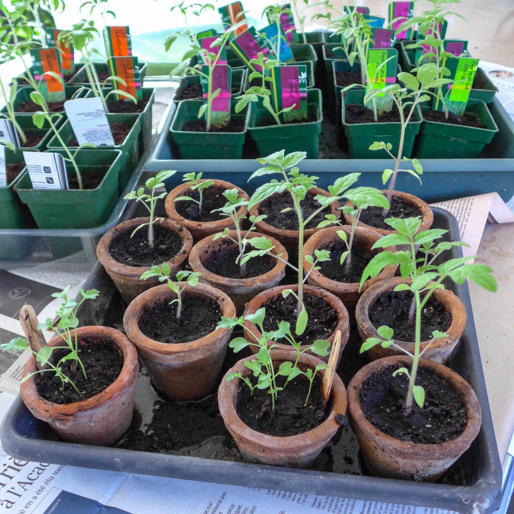 Greffe de tomates et plantation - Quatre Saisons Au Jardin