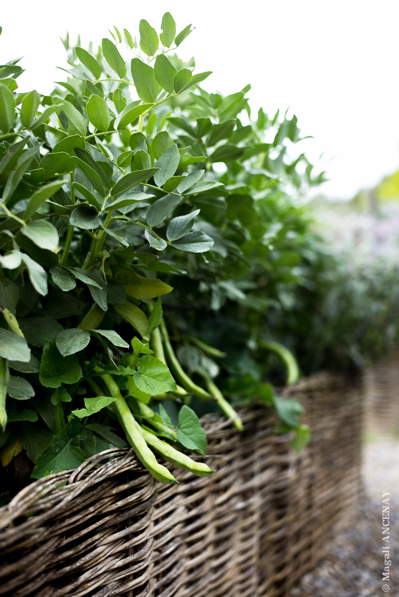 Mon potager côté sud - Quatre Saisons Au Jardin