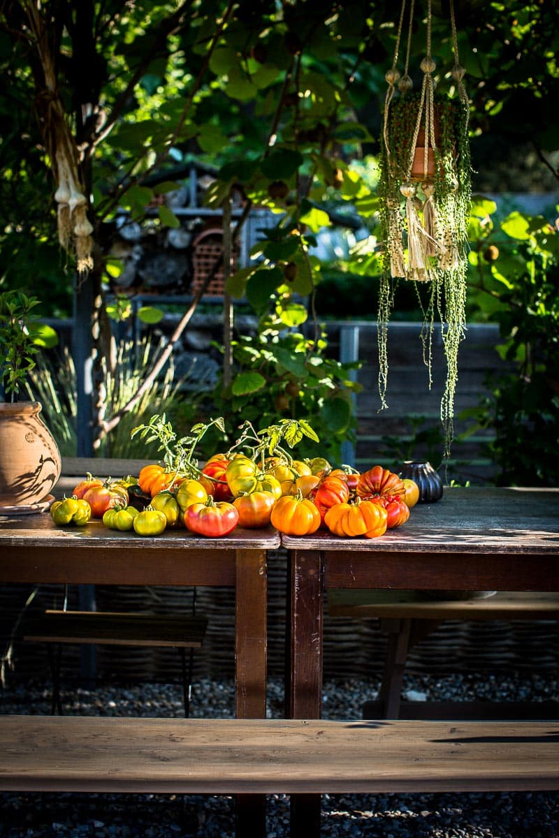 Saison 2019 au potager - Quatre Saisons Au Jardin