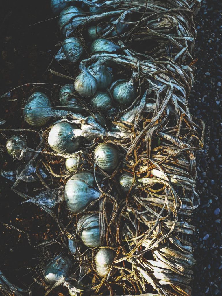 Fleurs d'oignons rouges confits - Quatre Saisons Au Jardin