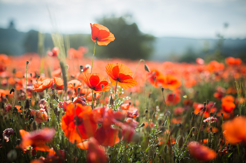 Recette de confit de coquelicots - Quatre Saisons Au Jardin