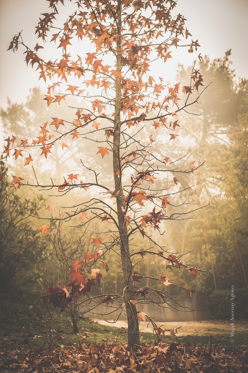 Les plus beaux arbres d'automne - Quatre Saisons Au Jardin