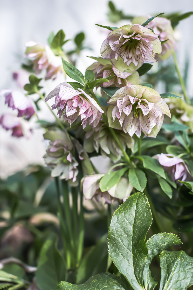 Hellébore, la vivace sans soucis au jardin d'hiver - Quatre Saisons Au Jardin