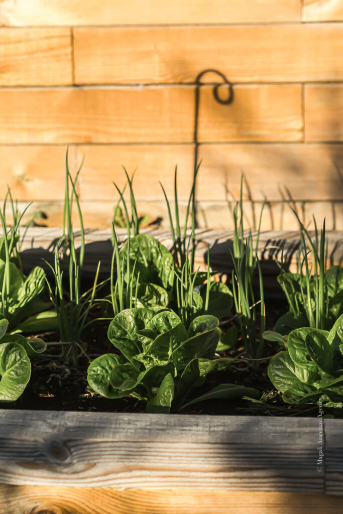 Le compagnonnage au potager - Quatre Saisons Au Jardin