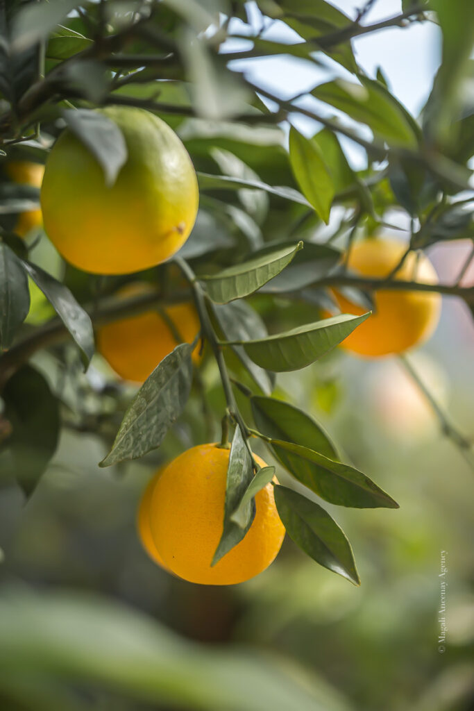 La Madeleine à l’orange : une douceur entre tradition et modernité ...