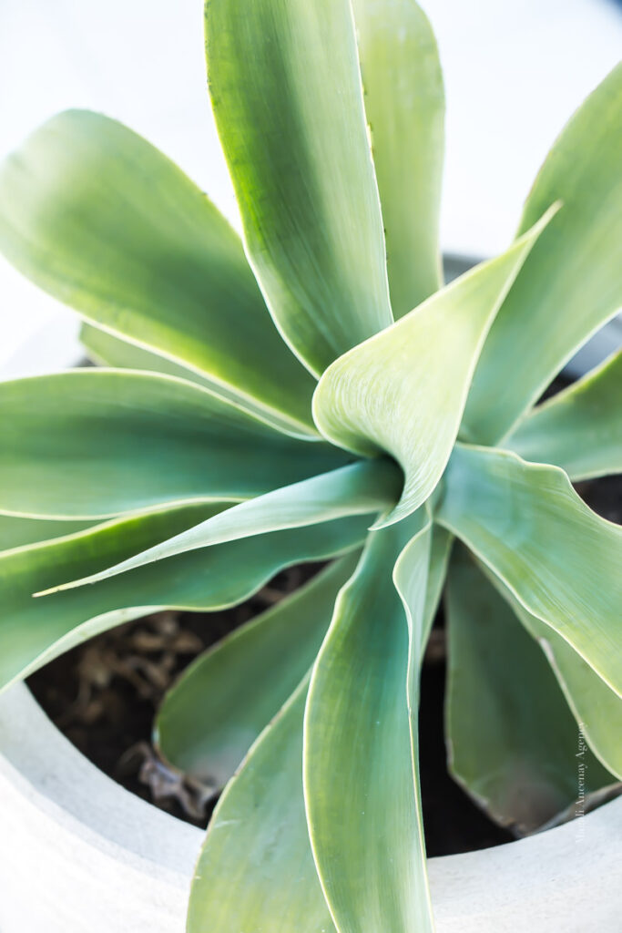 Comment créer un jardin exotique pour un dépaysement total - Quatre ...